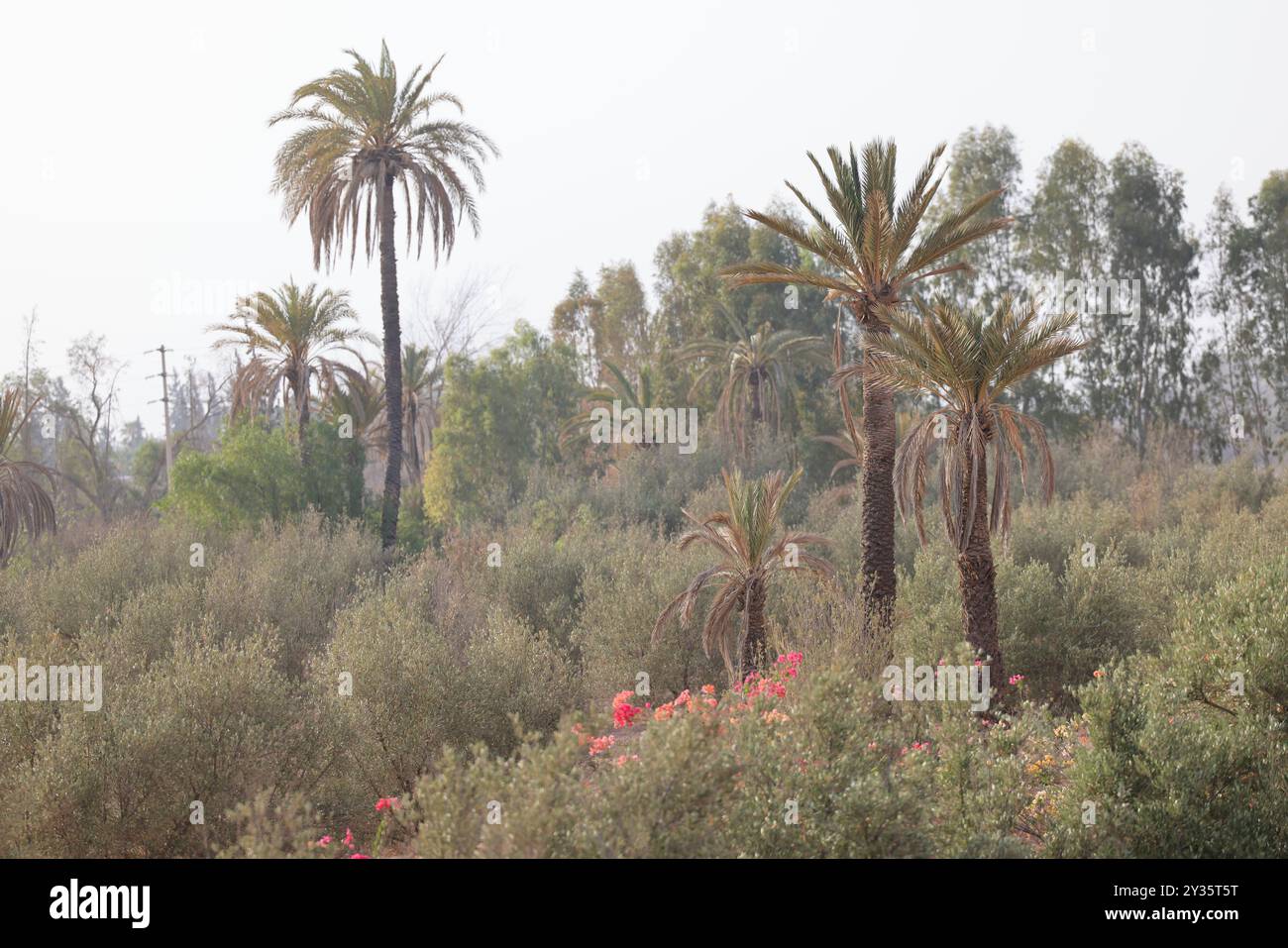 Olive trees in the Marrakech region of Morocco. Marrakech, Marrakech ...