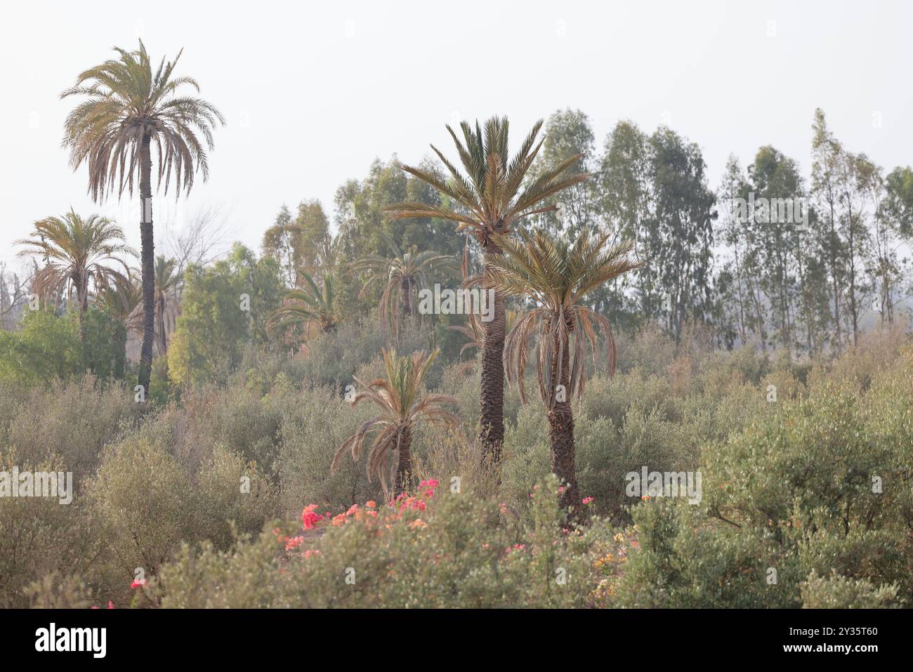 Olive trees in the Marrakech region of Morocco. Marrakech, Marrakech ...