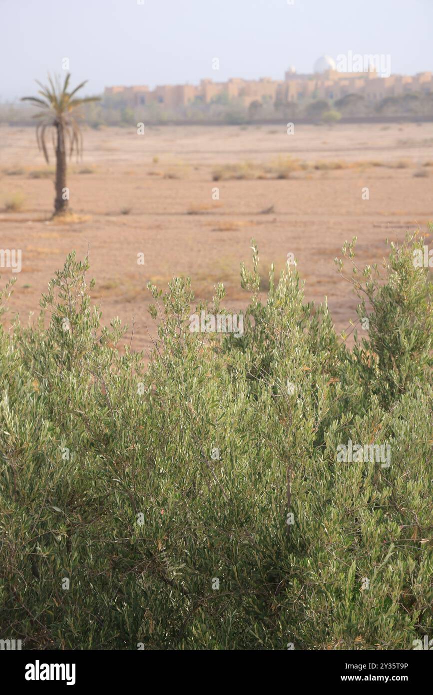 Olive trees in the Marrakech region of Morocco. Marrakech, Marrakech ...