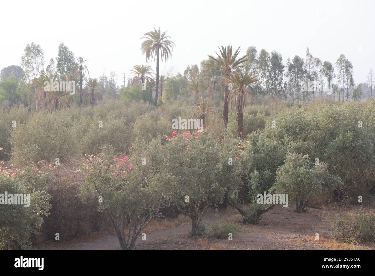 Olive trees in the Marrakech region of Morocco. Marrakech, Marrakech ...
