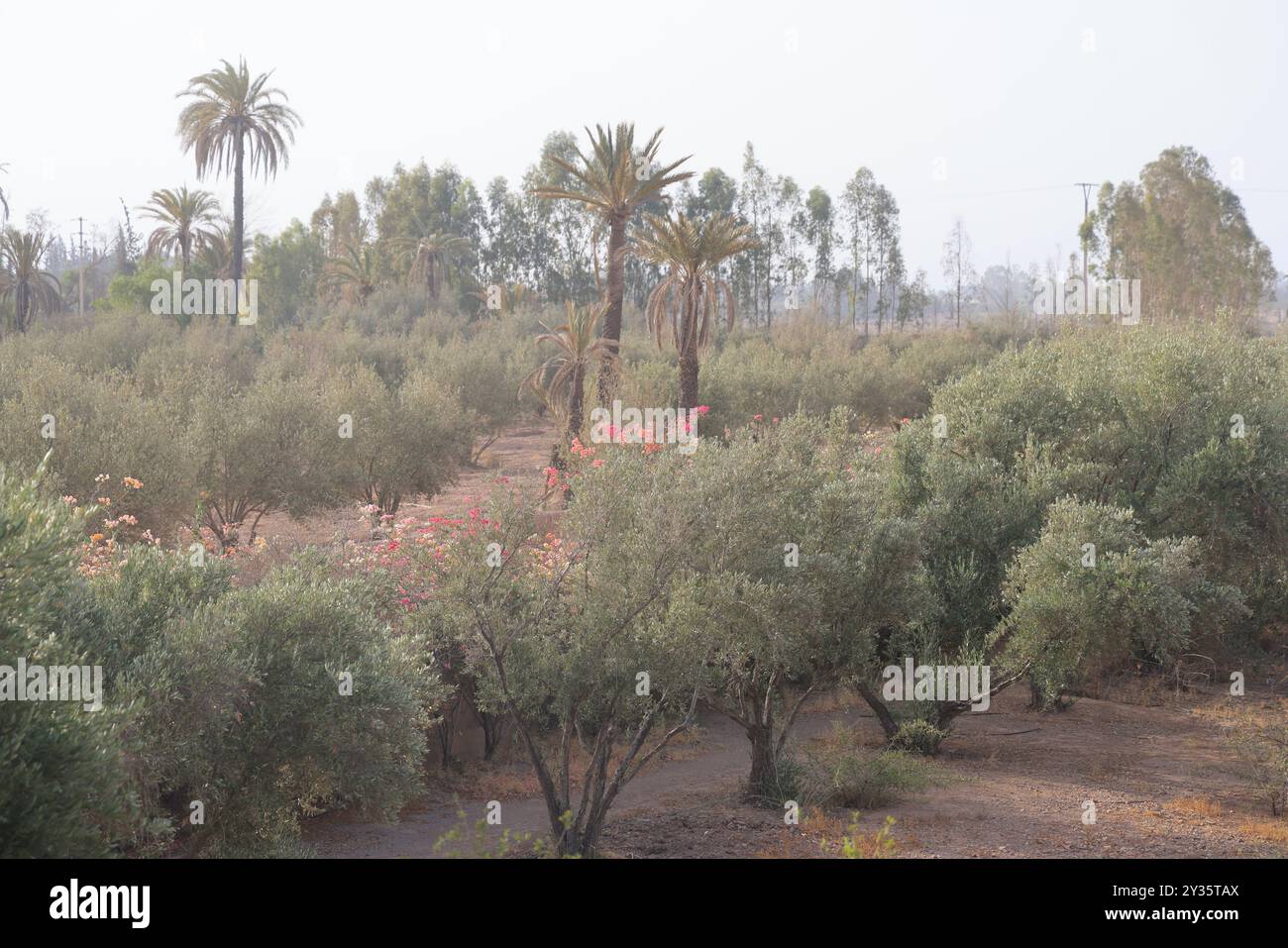 Olive trees in the Marrakech region of Morocco. Marrakech, Marrakech ...