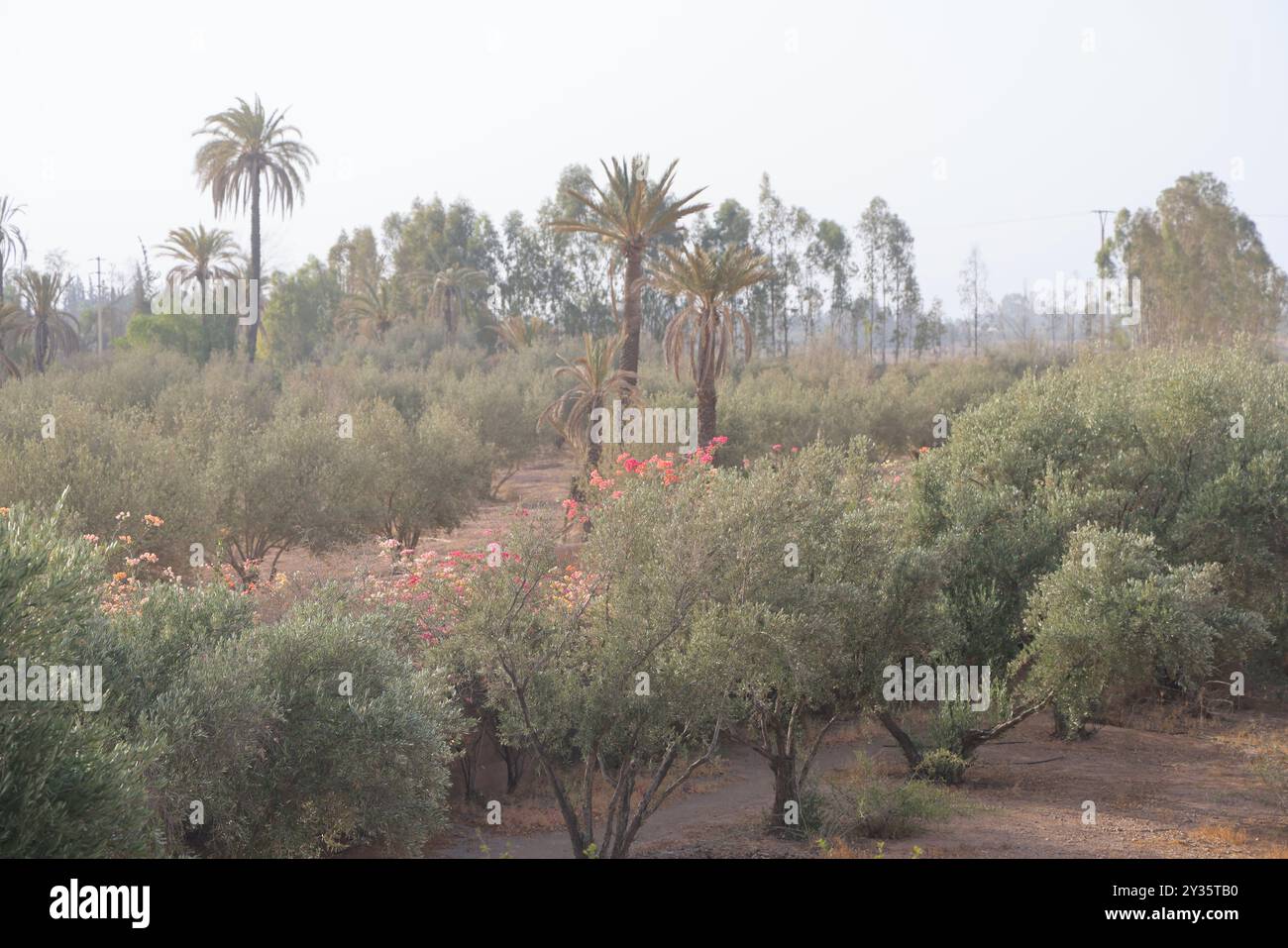 Olive trees in the Marrakech region of Morocco. Marrakech, Marrakech ...