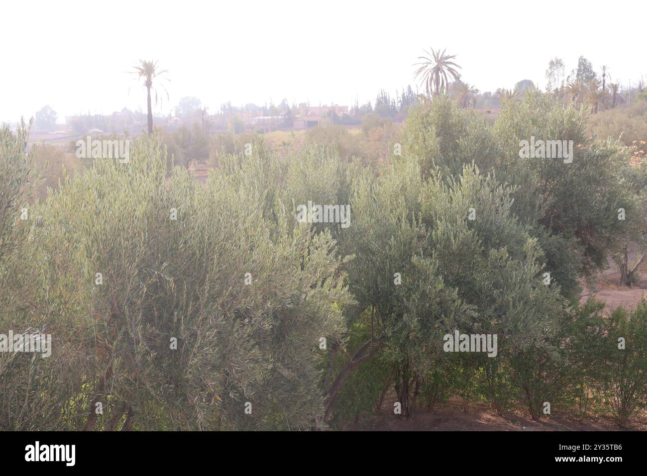 Olive trees in the Marrakech region of Morocco. Marrakech, Marrakech ...