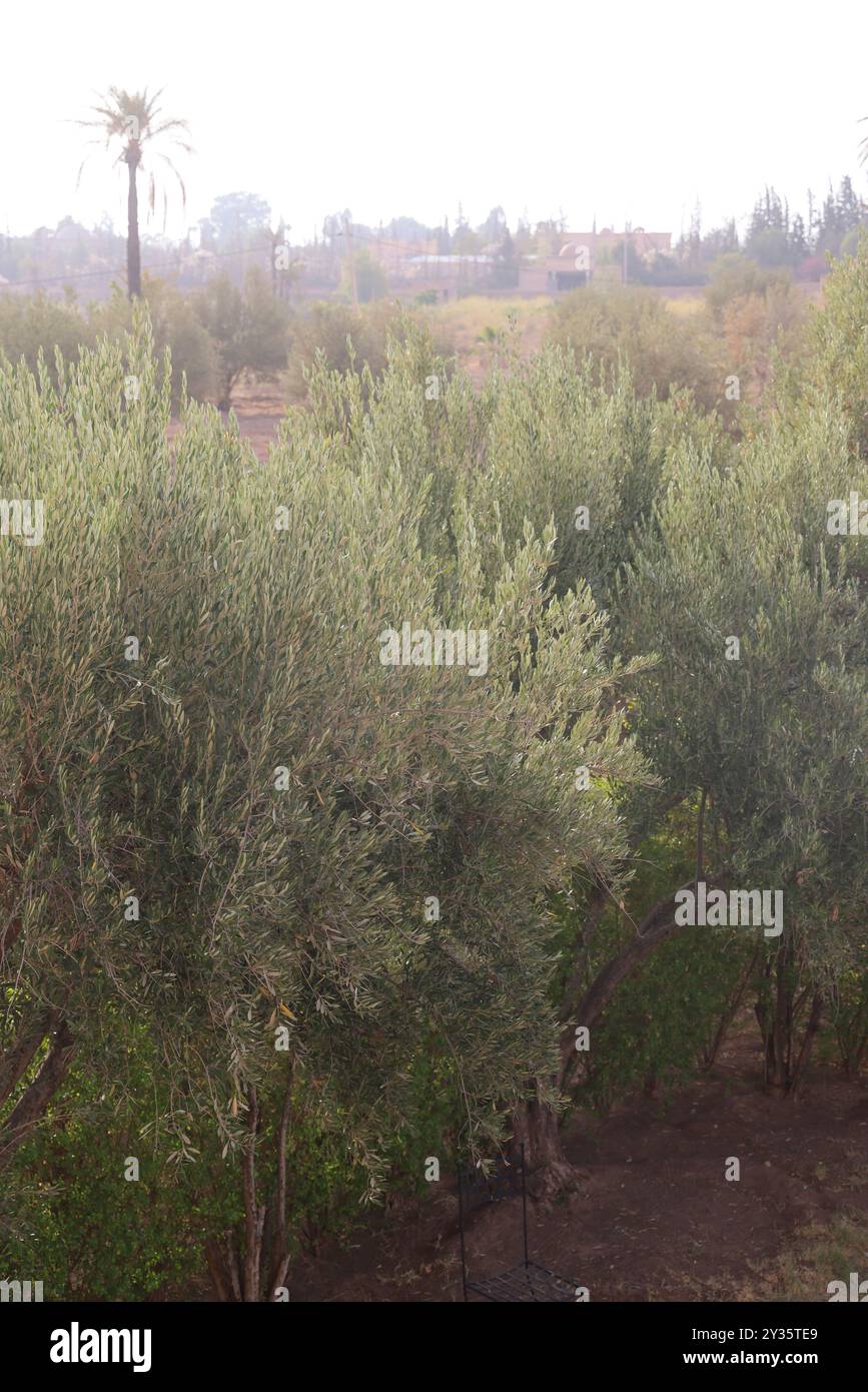 Olive trees in the Marrakech region of Morocco. Marrakech, Marrakech ...