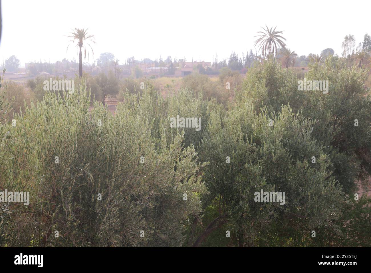Olive trees in the Marrakech region of Morocco. Marrakech, Marrakech ...