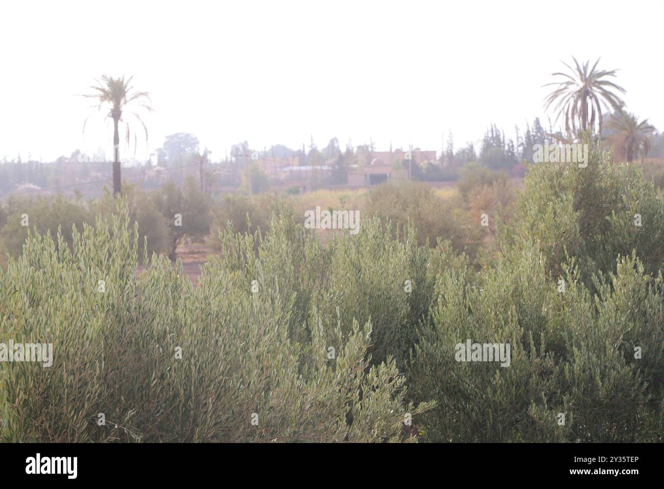 Olive trees in the Marrakech region of Morocco. Marrakech, Marrakech ...