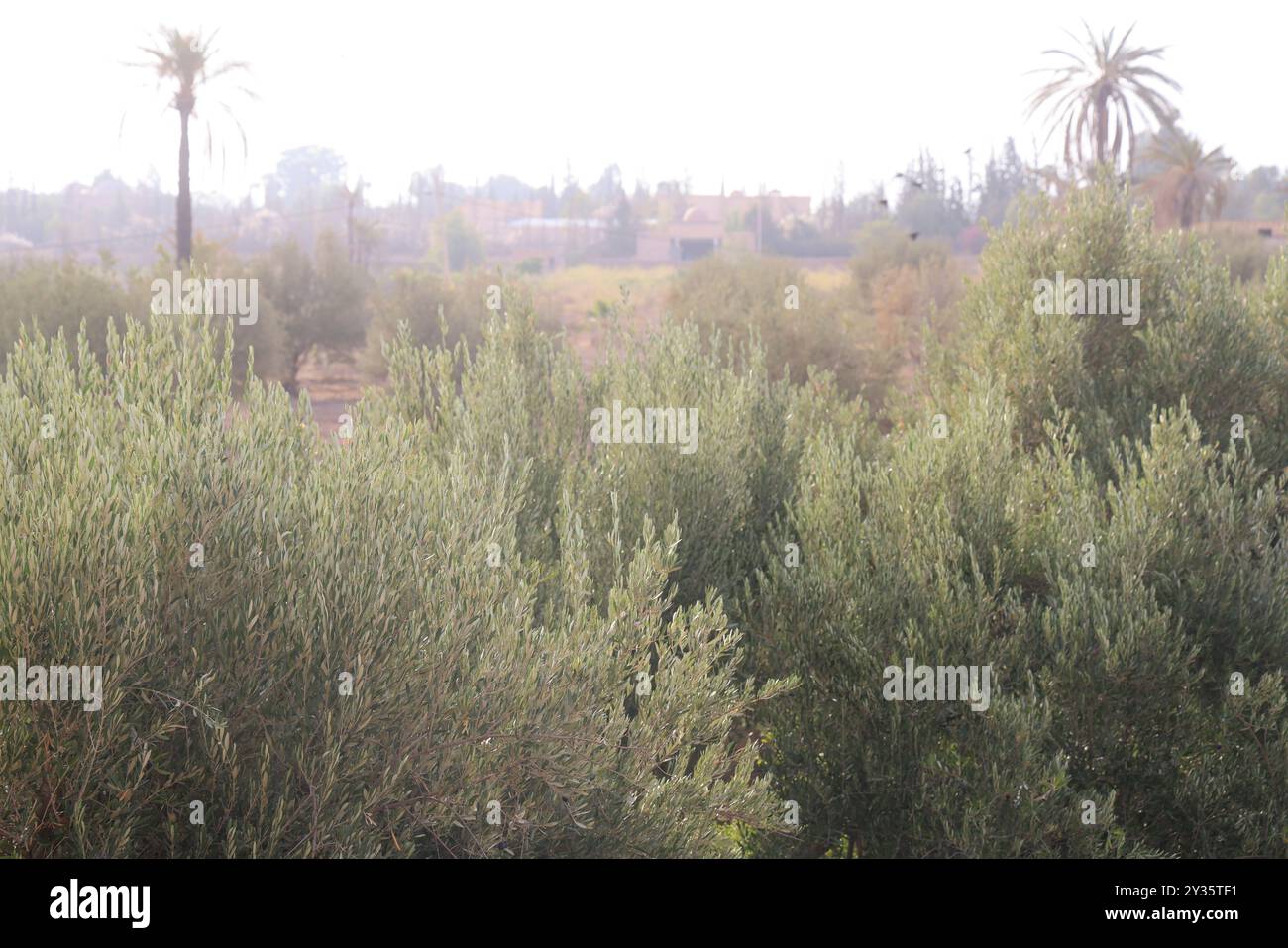 Olive trees in the Marrakech region of Morocco. Marrakech, Marrakech ...
