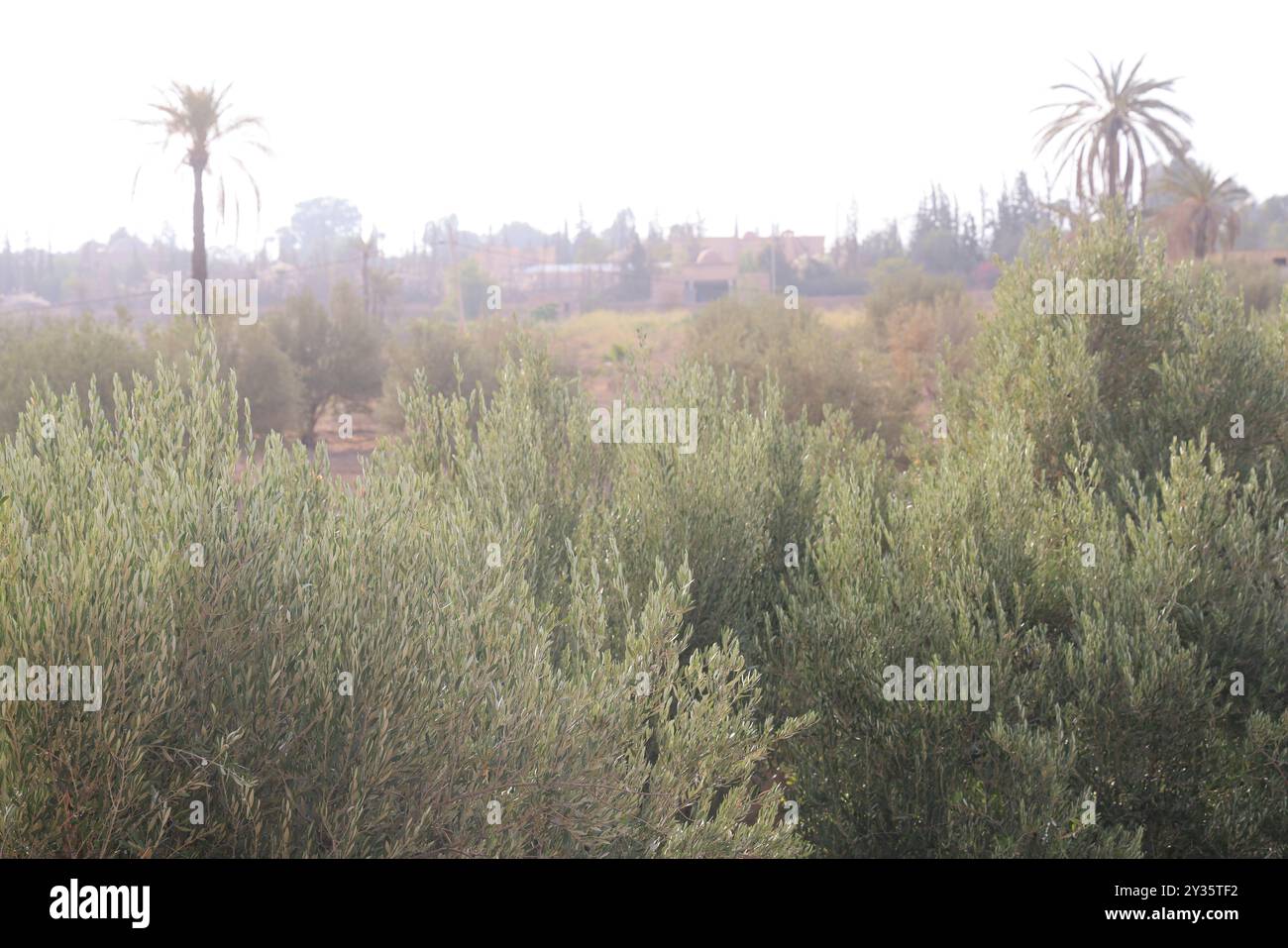 Olive trees in the Marrakech region of Morocco. Marrakech, Marrakech ...