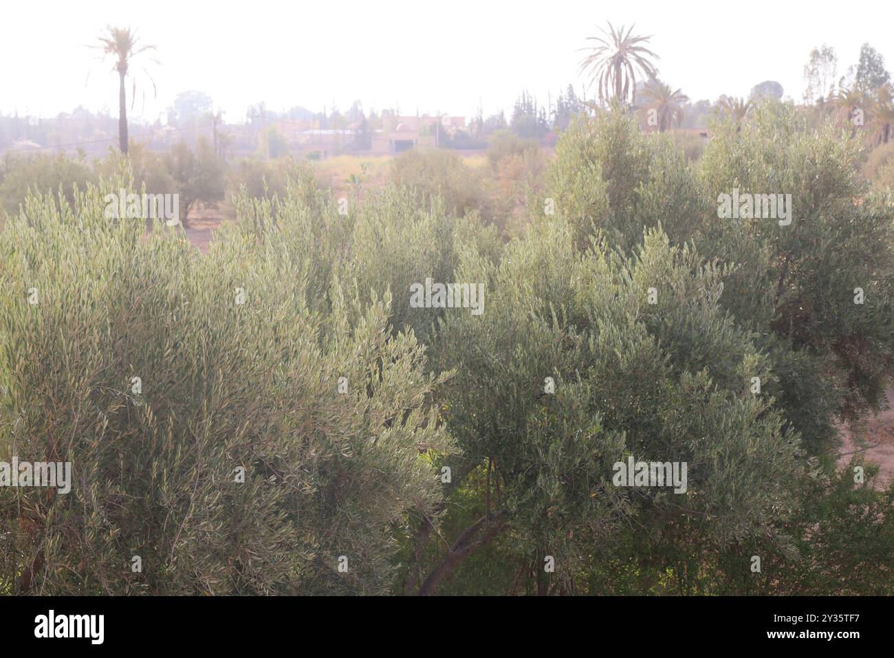 Olive trees in the Marrakech region of Morocco. Marrakech, Marrakech ...