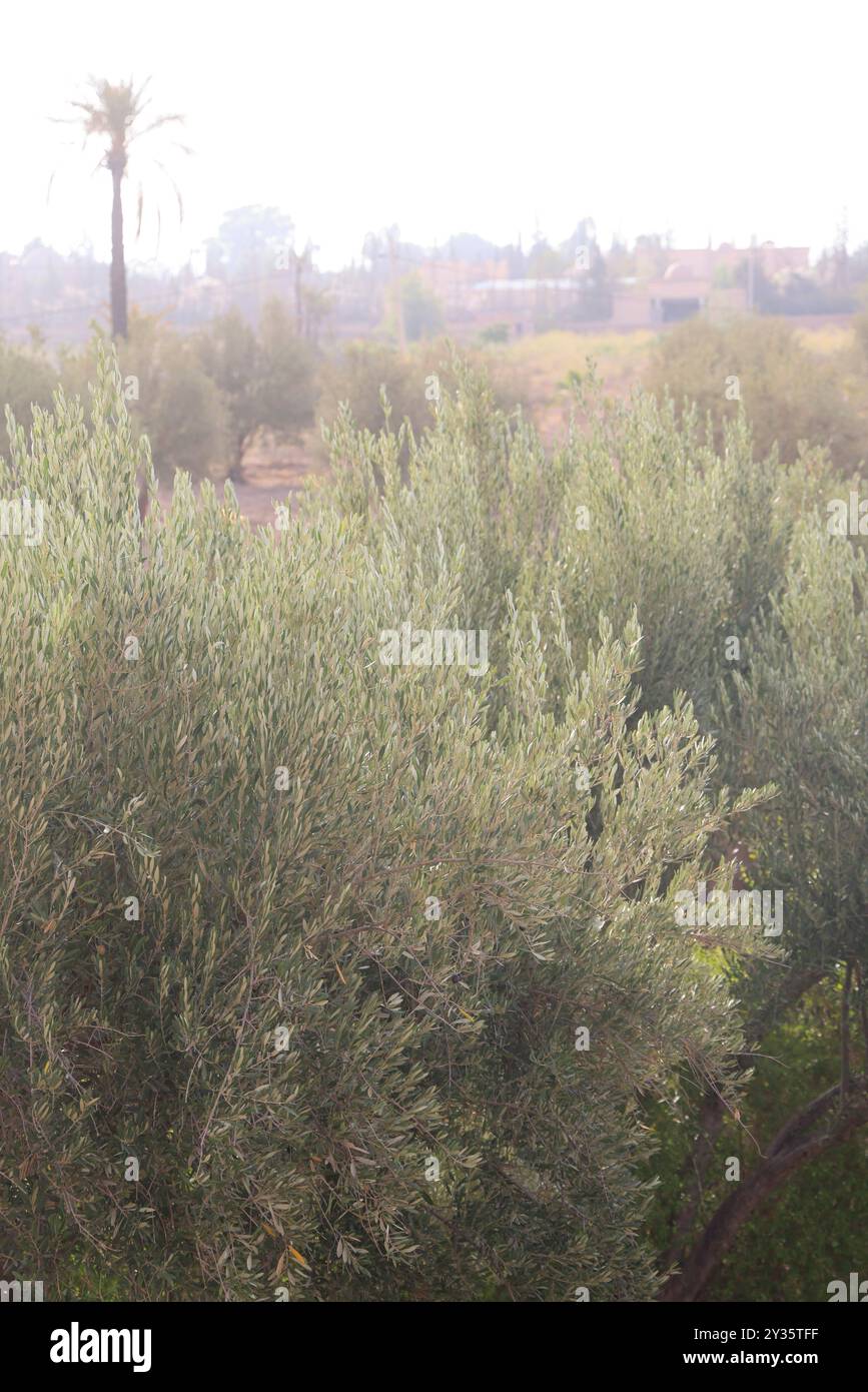 Olive trees in the Marrakech region of Morocco. Marrakech, Marrakech ...