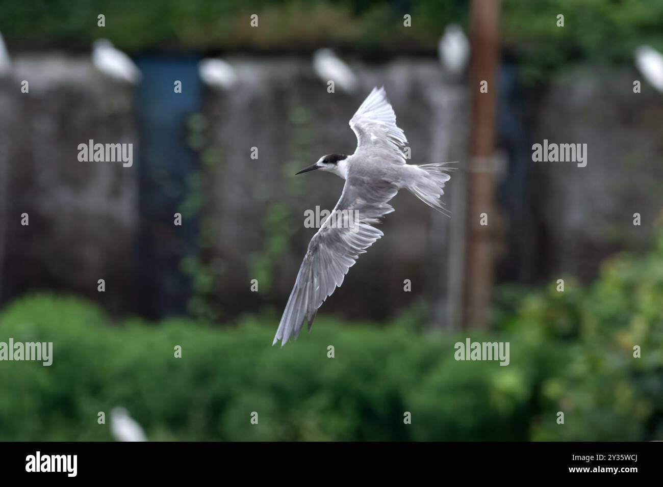 white-cheeked tern (Sterna repressa) observed on Mumbai coast in ...