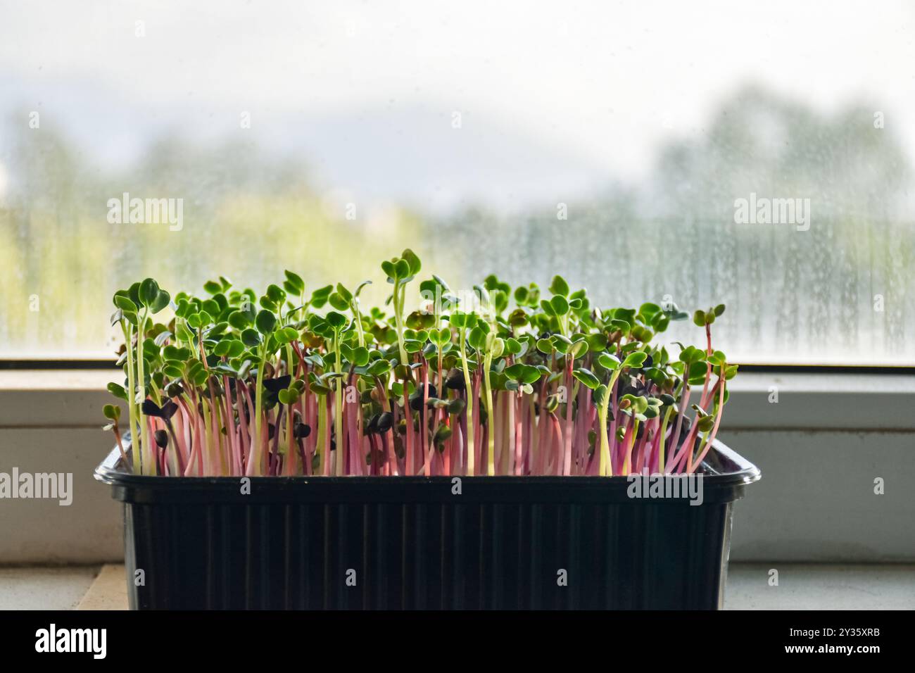 Organic young shoots red arrow sprouting from radish seeds Stock Photo ...