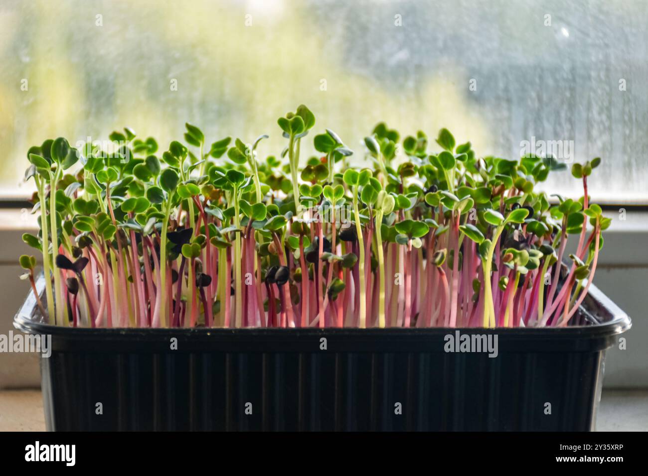 Organic young shoots red arrow sprouting from radish seeds Stock Photo ...