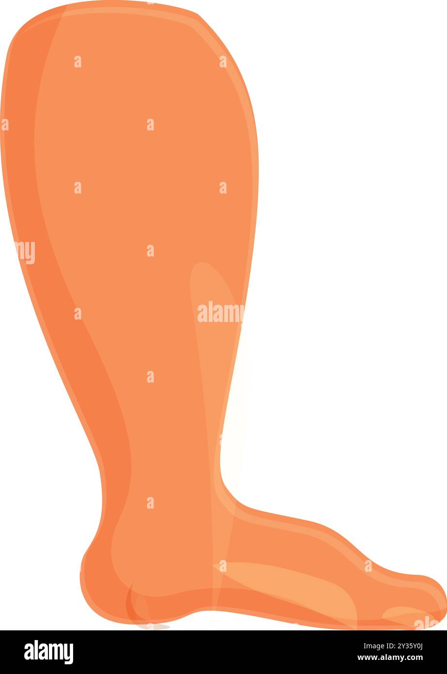 This illustration shows the side view of a human leg and foot standing ...