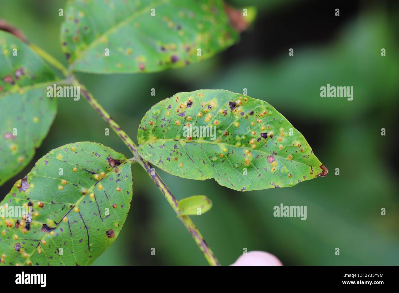 Walnut blister mite, Aceria tristriata, tristriatus, Symptoms of the ...