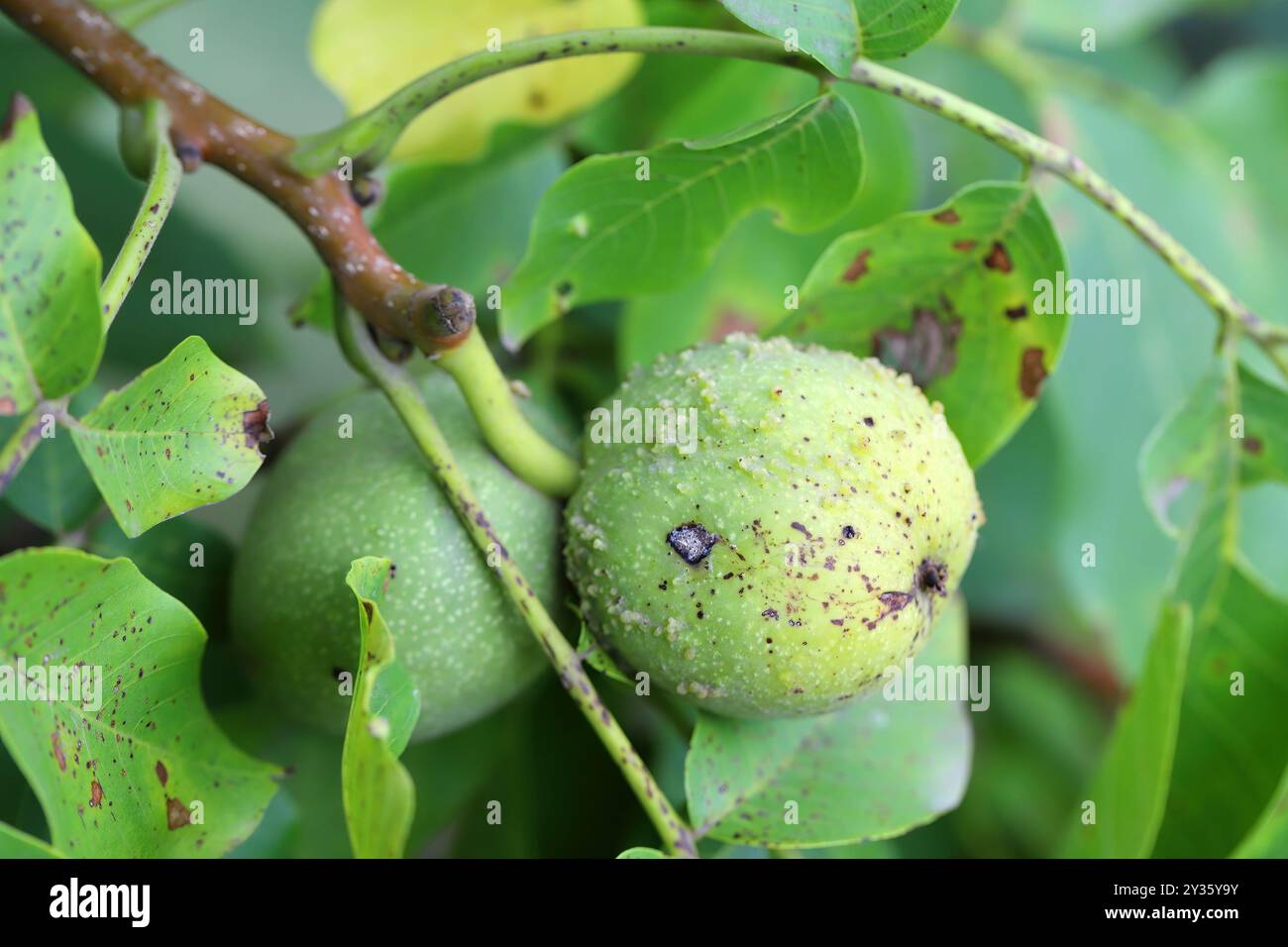 Walnut blister mite, Aceria tristriata, tristriatus, Symptoms of the ...