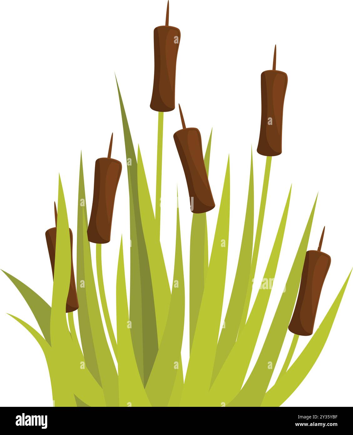 Reeds growing in marsh Cut Out Stock Images & Pictures - Alamy