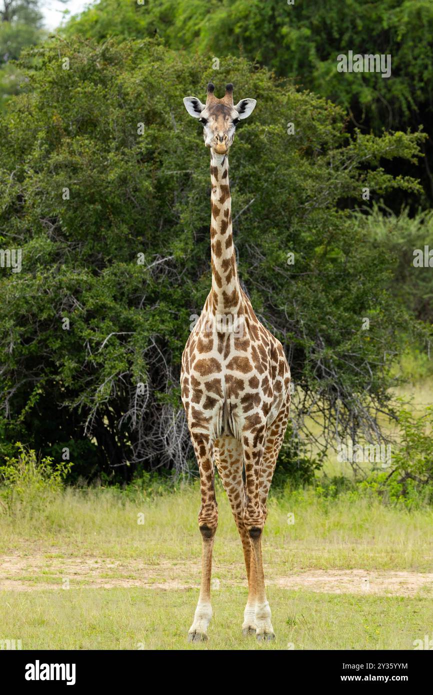 A female Masai Giraffe stares in curiosity towards the camera. The ...