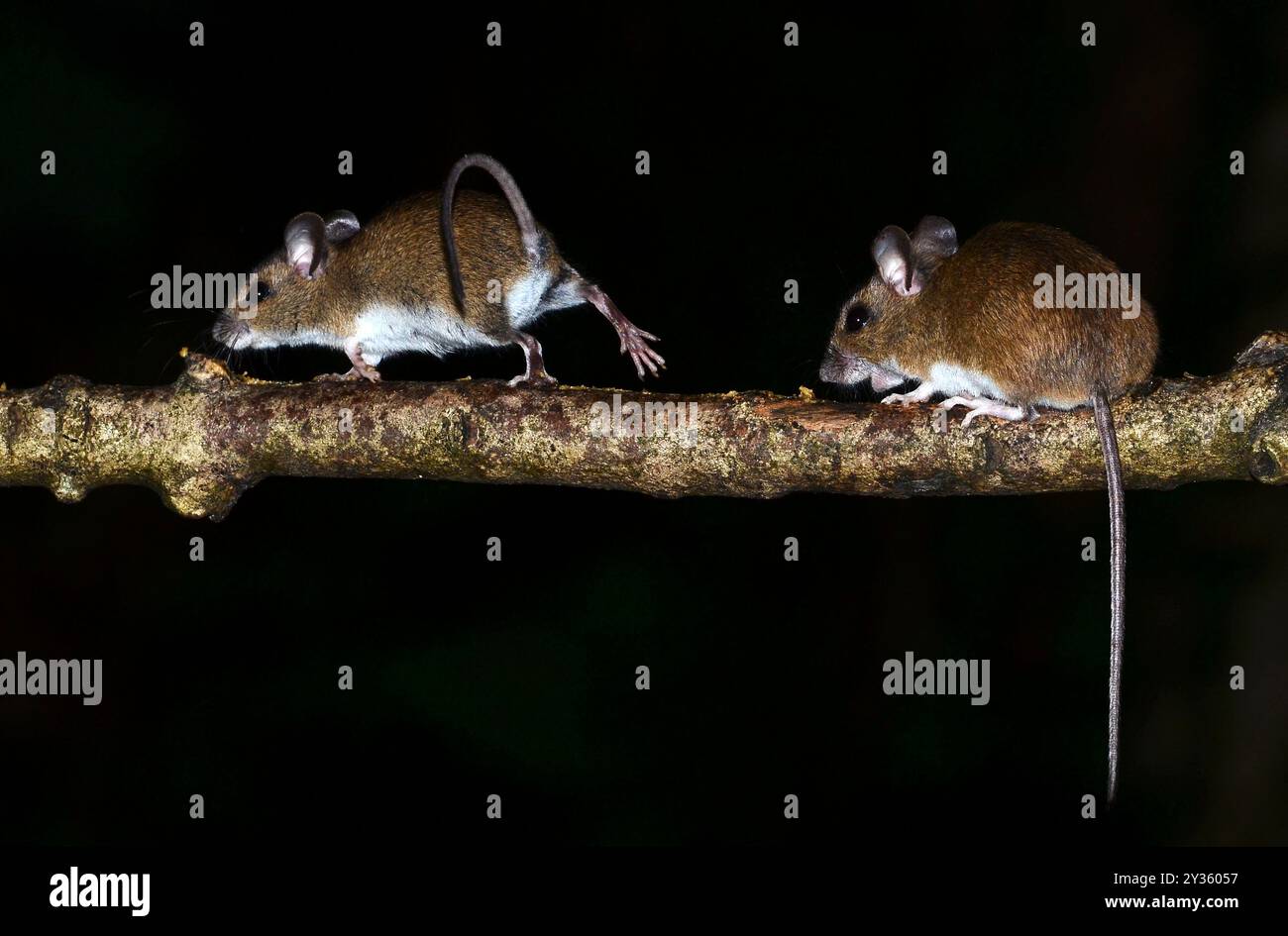 wood mice apodemus sylvaticus Stock Photo - Alamy