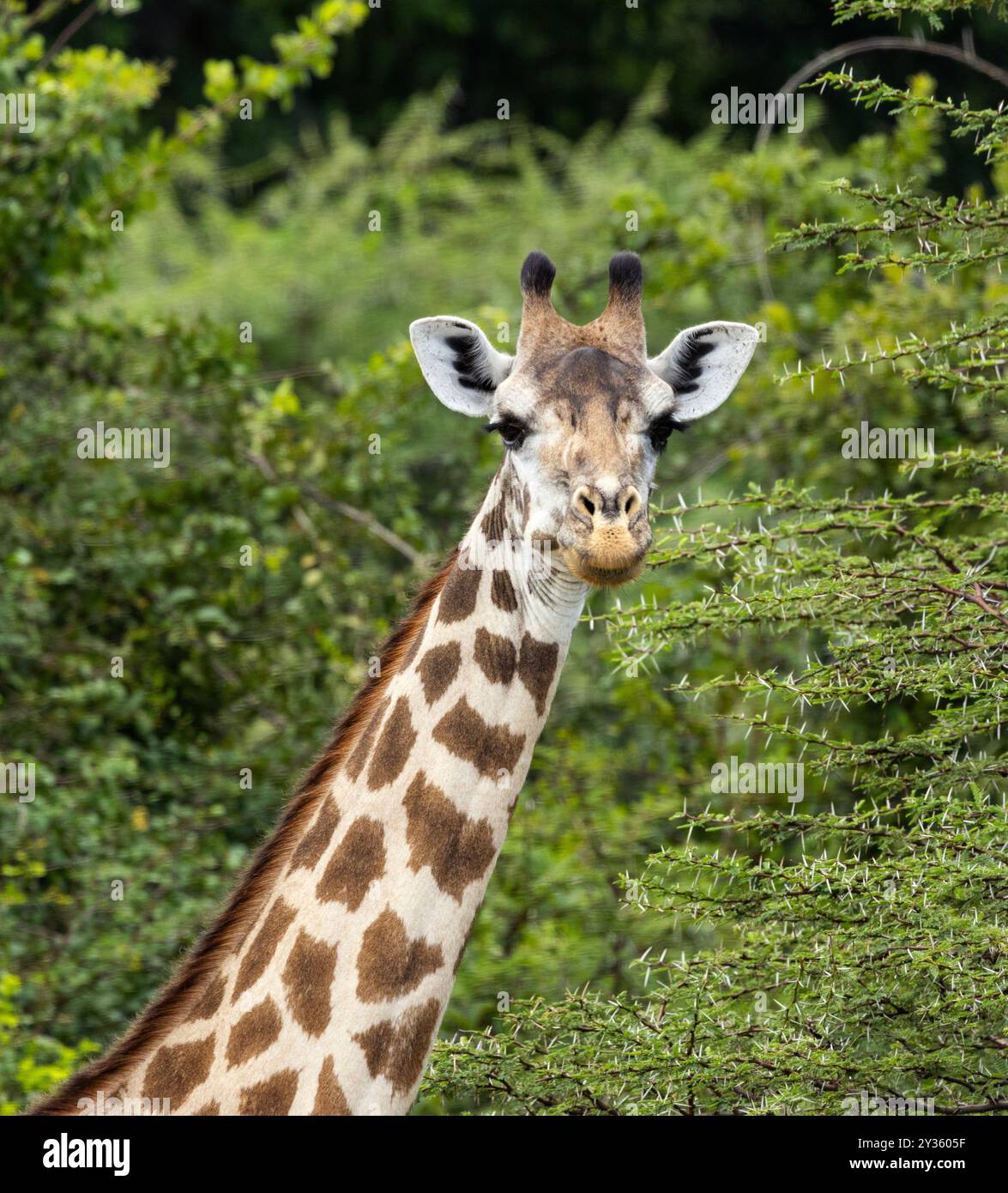 A female Masai Giraffe stares in curiosity towards the camera. The ...