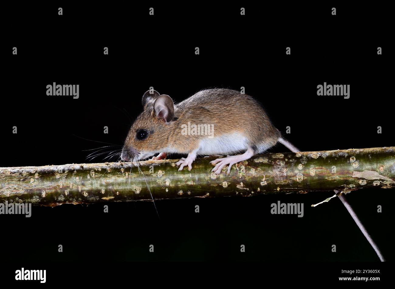 wood mouse apodemus sylvaticus Stock Photo - Alamy