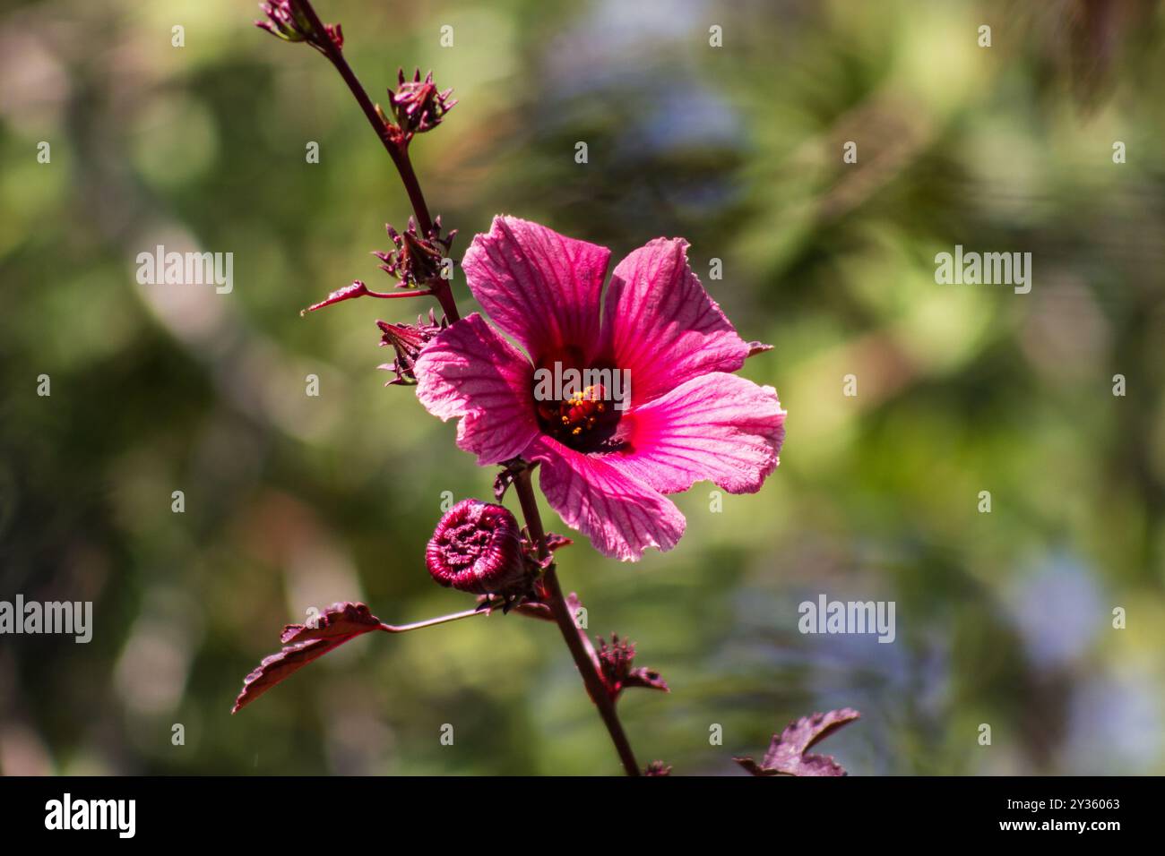 Hibiscus Sabdariffa, roselle flower on a natural background Stock Photo ...