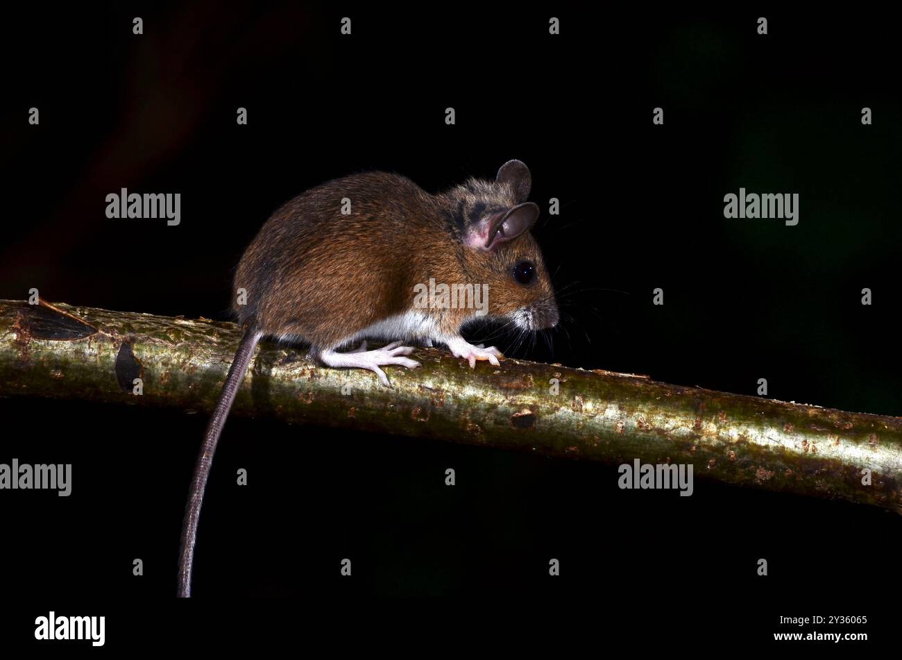 Mouse wood hi-res stock photography and images - Alamy