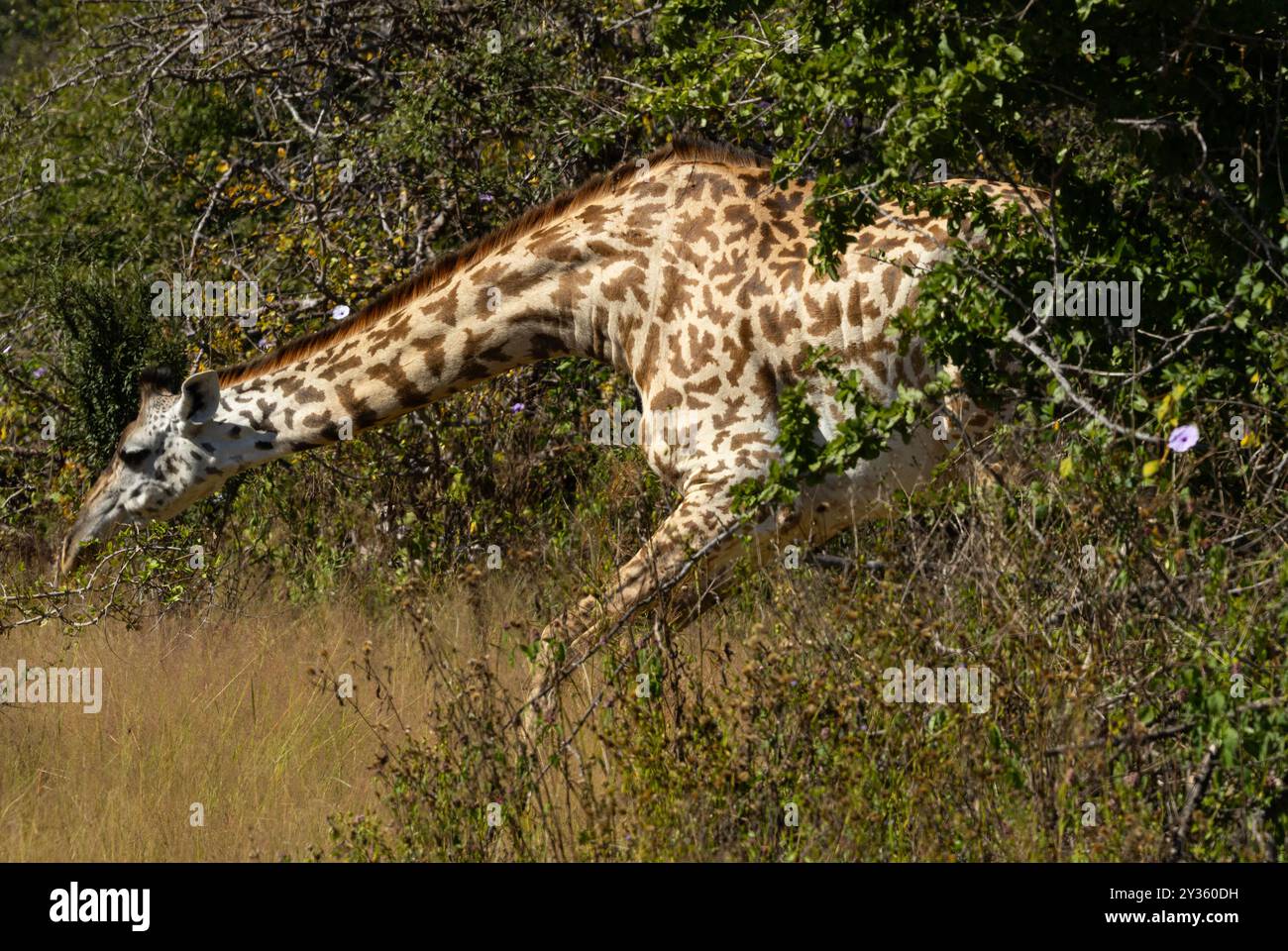 A Masai Giraffe stoops to eat some salty earth from drying rain puddles ...