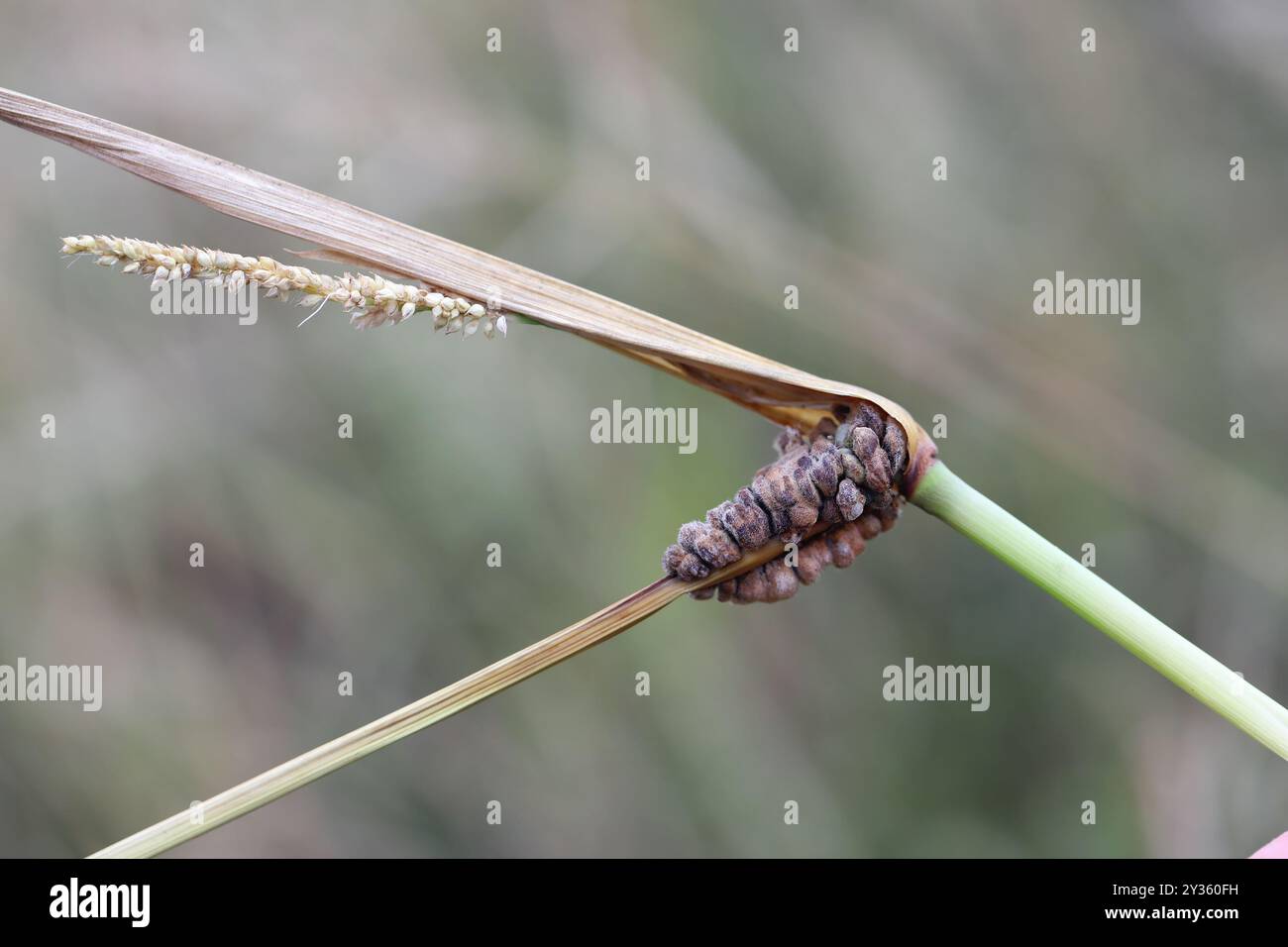 Mushroom spores microscopic hi-res stock photography and images - Alamy