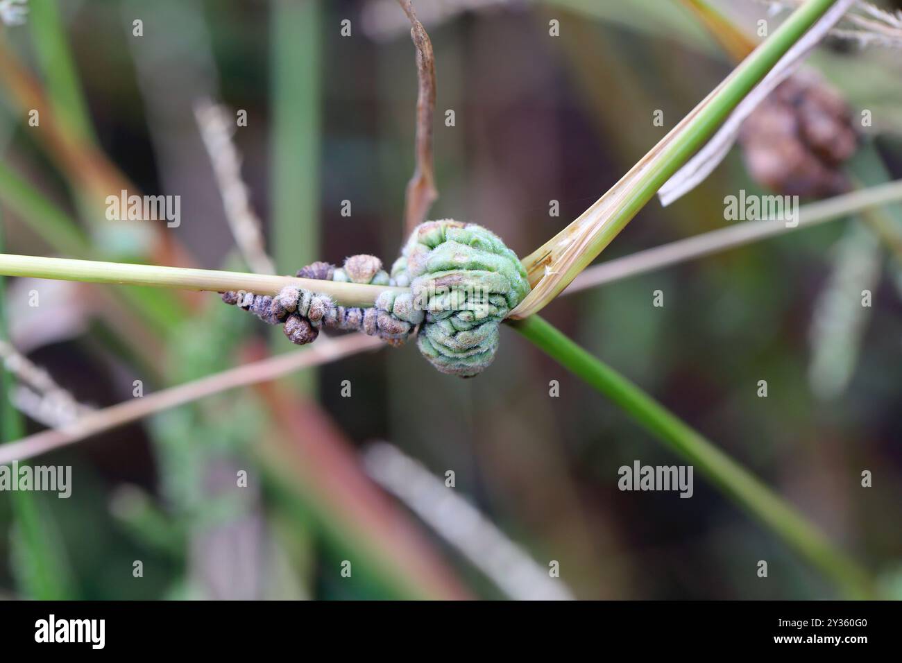 Ustilago trichophora, fungus in the family smut fungi, Ustilaginaceae ...