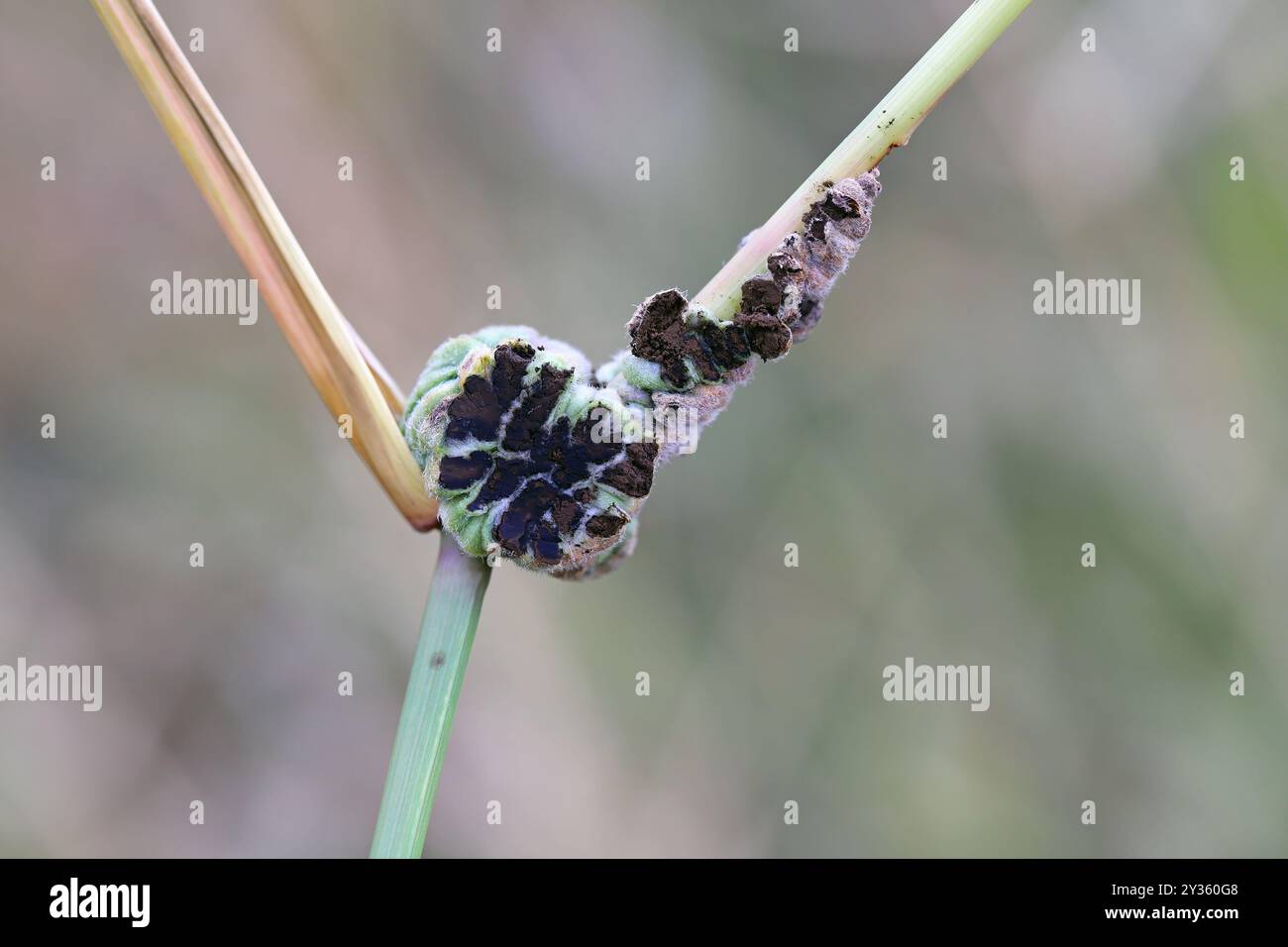 Ustilago trichophora, fungus in the family smut fungi, Ustilaginaceae ...