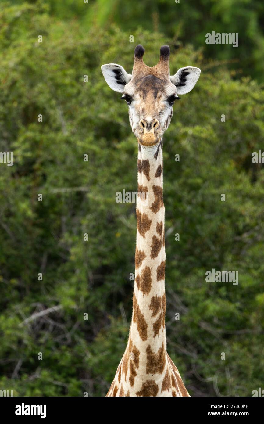 A female Masai Giraffe stares in curiosity towards the camera. The ...