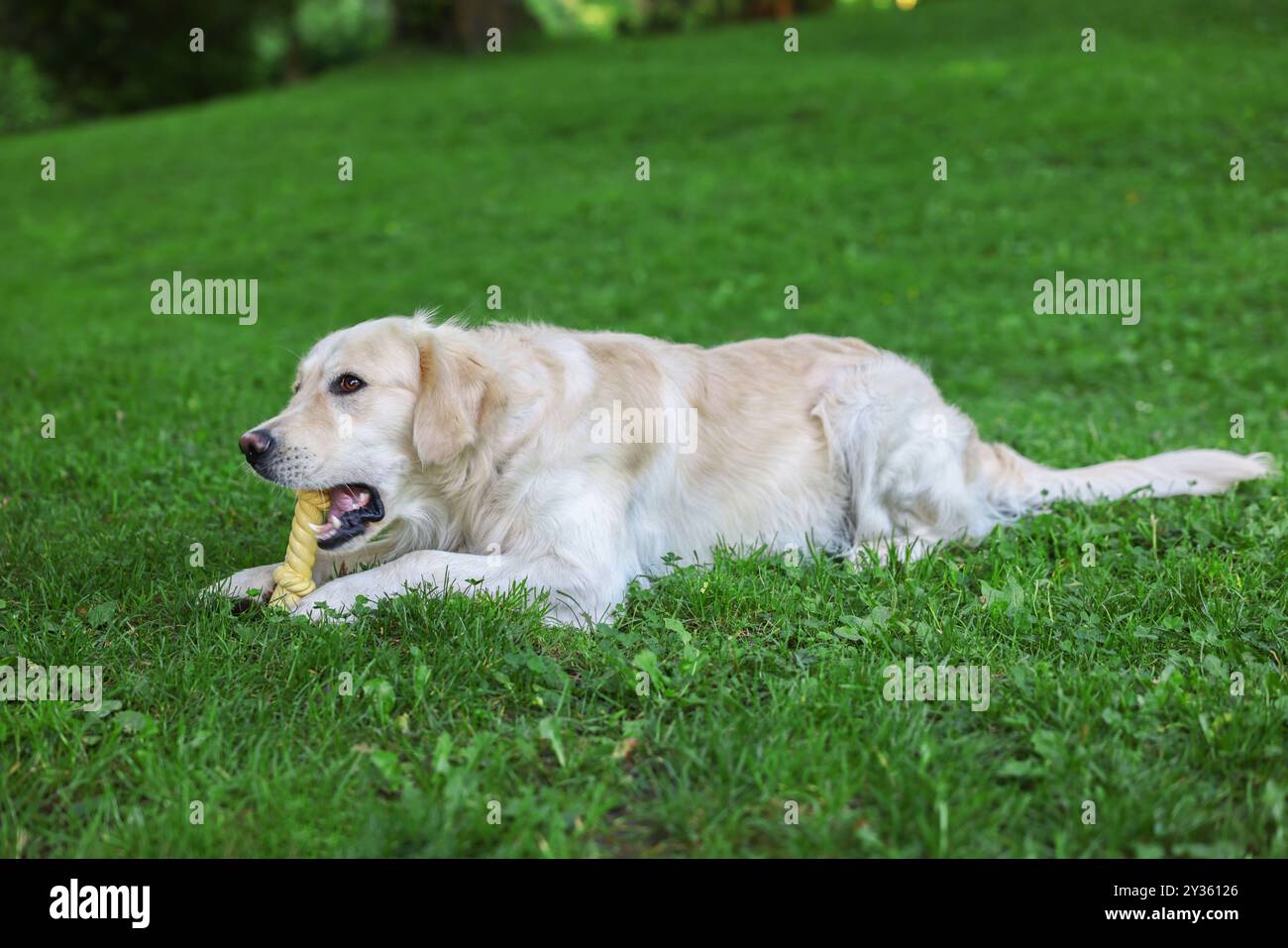 Cute Golden Retriever dog playing with toy on green grass Stock Photo - Alamy