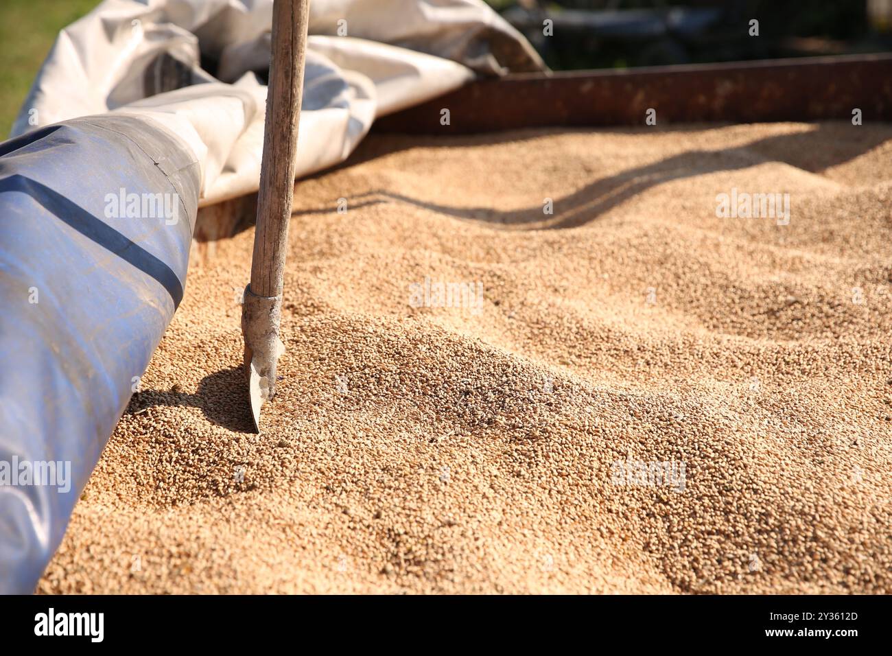 Harvest of ripe wheat and shovel outdoors Stock Photo - Alamy