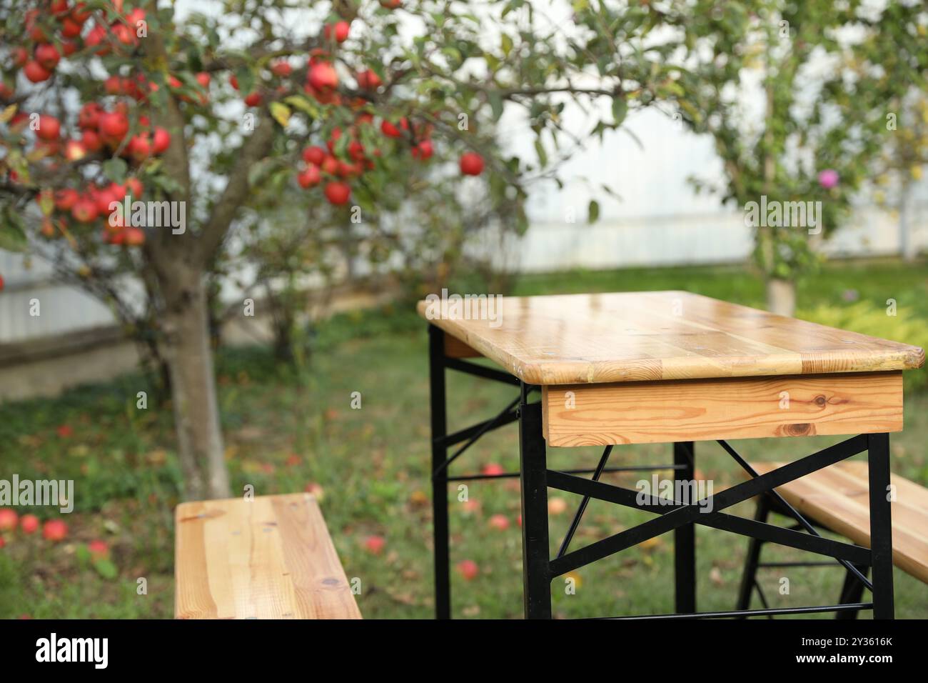 Wooden table with benches in apple garden Stock Photo - Alamy