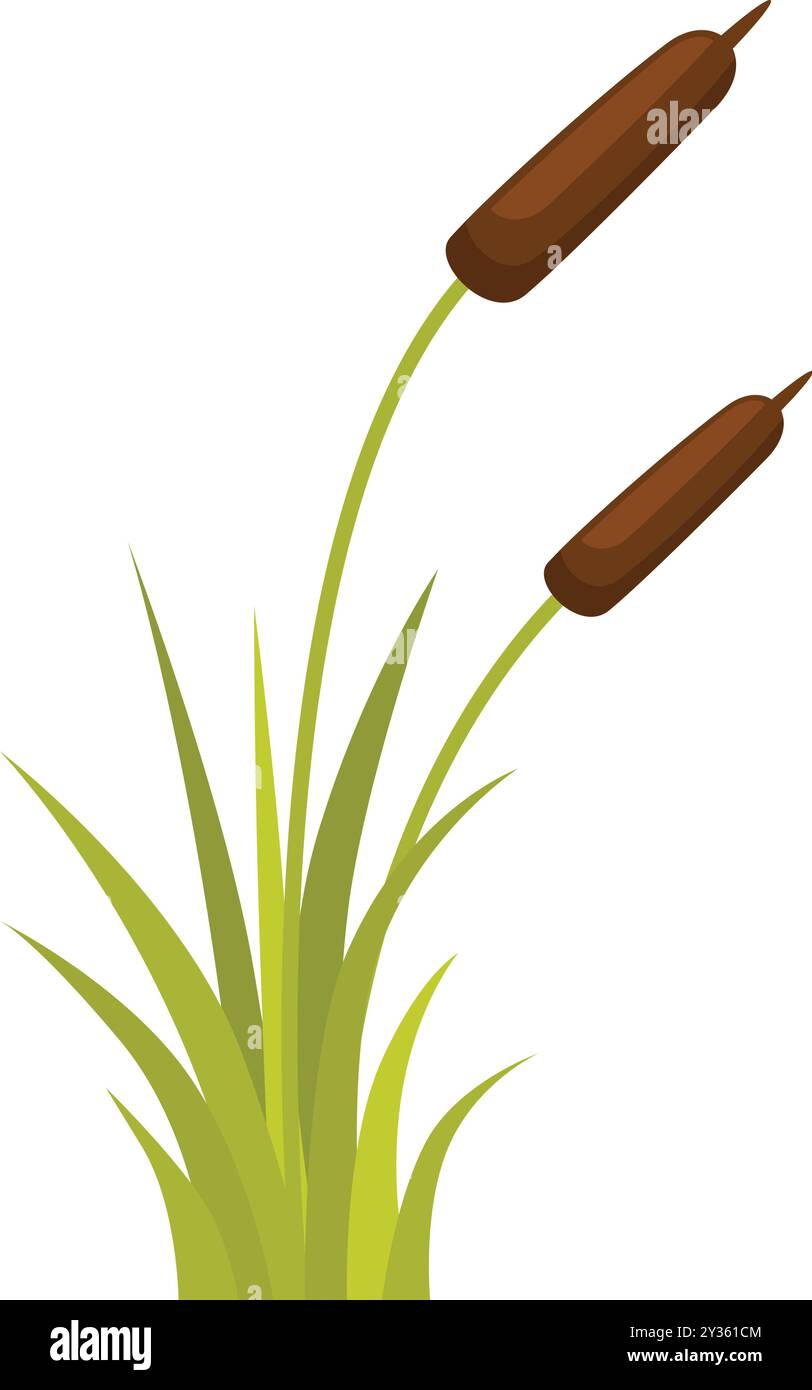 Two brown cattails are growing out of a bunch of green grass Stock ...