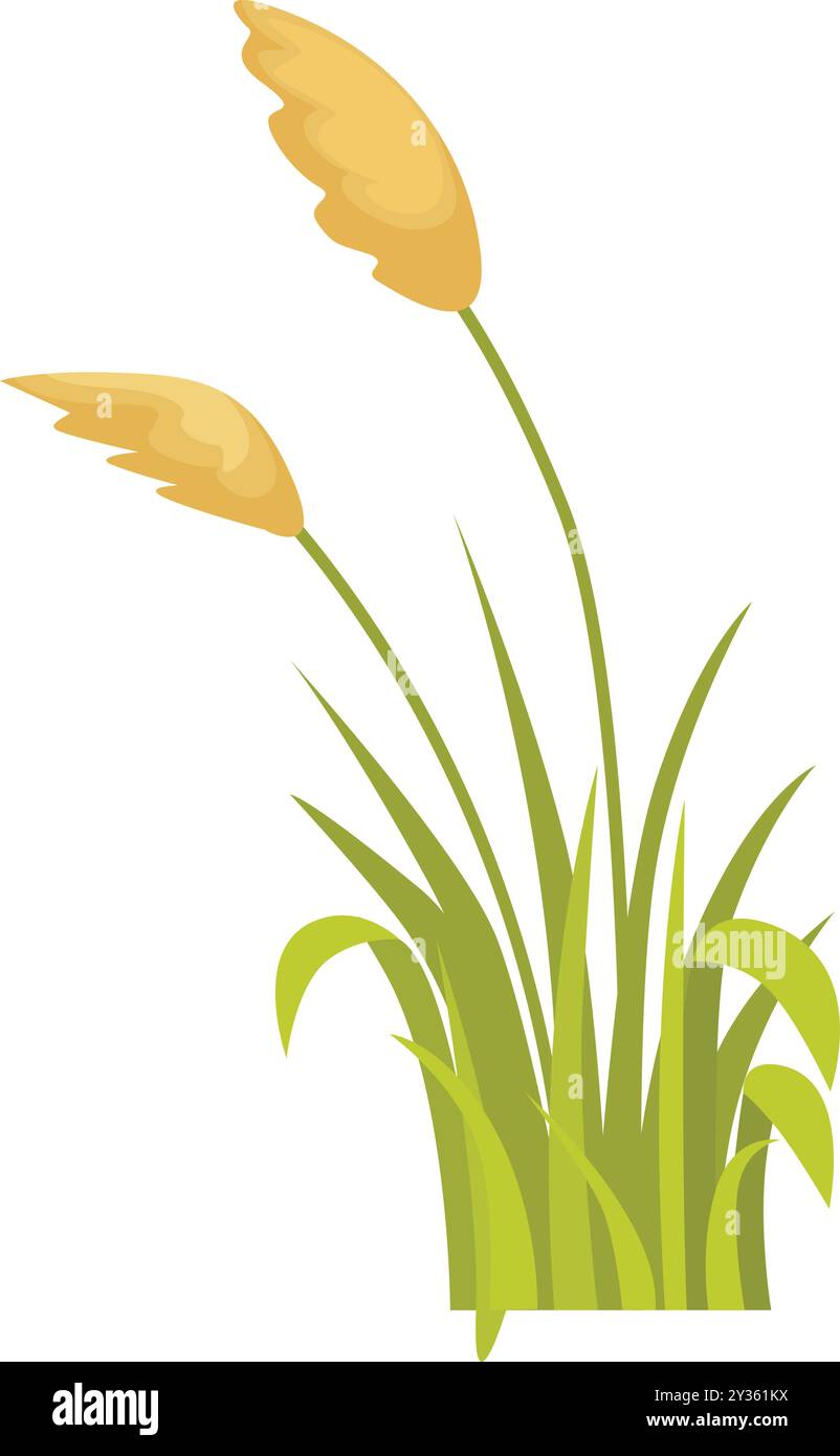 Leaves of common reed Stock Vector Images - Alamy