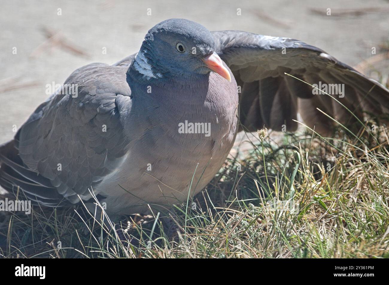 Columba palumbus aka Common Wood Pigeon on the ground. Open wings ...