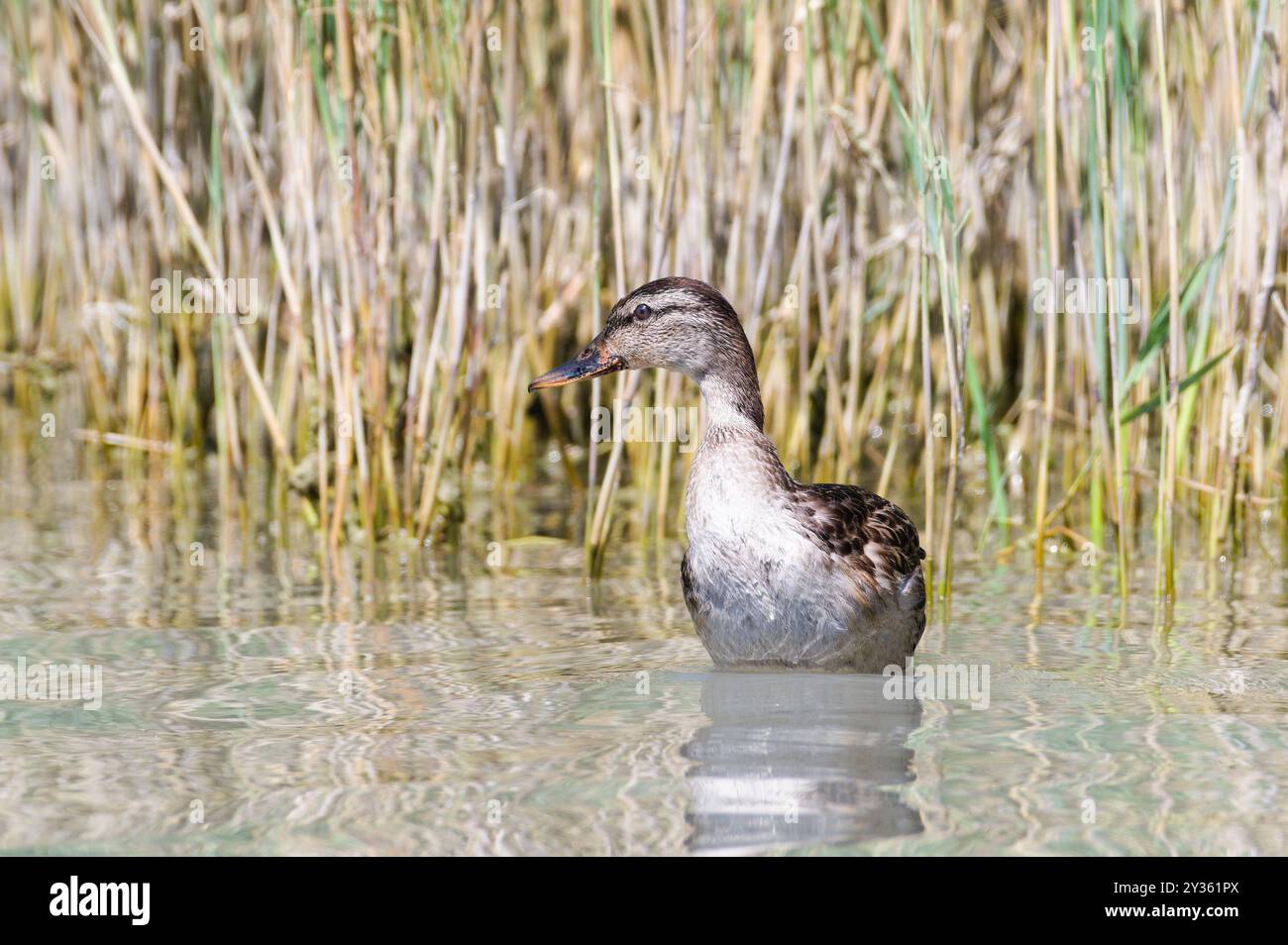 Anas Platyrhynchos aka wild or mallard duck female near to common reed ...