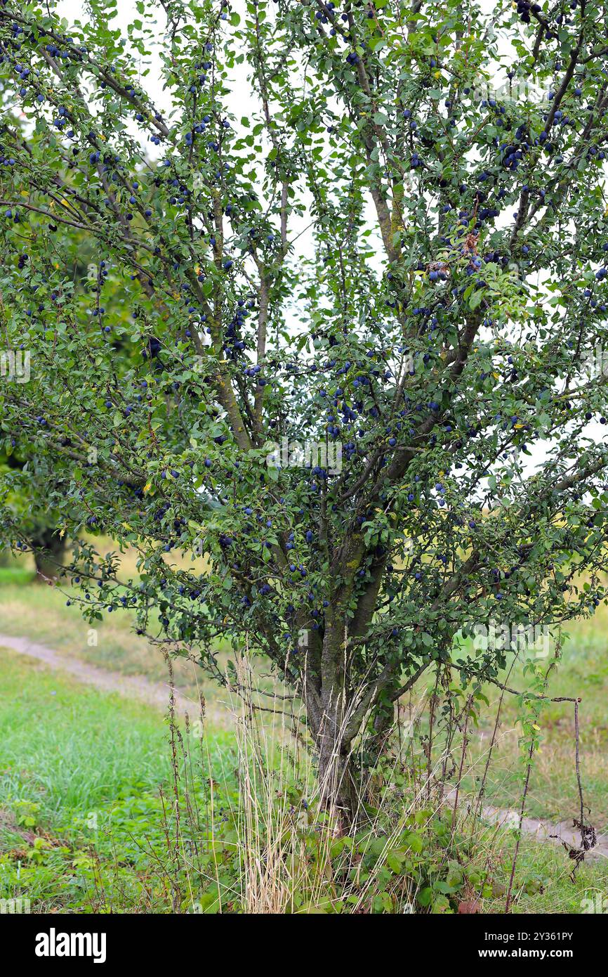 Wild plum tree hi-res stock photography and images - Alamy
