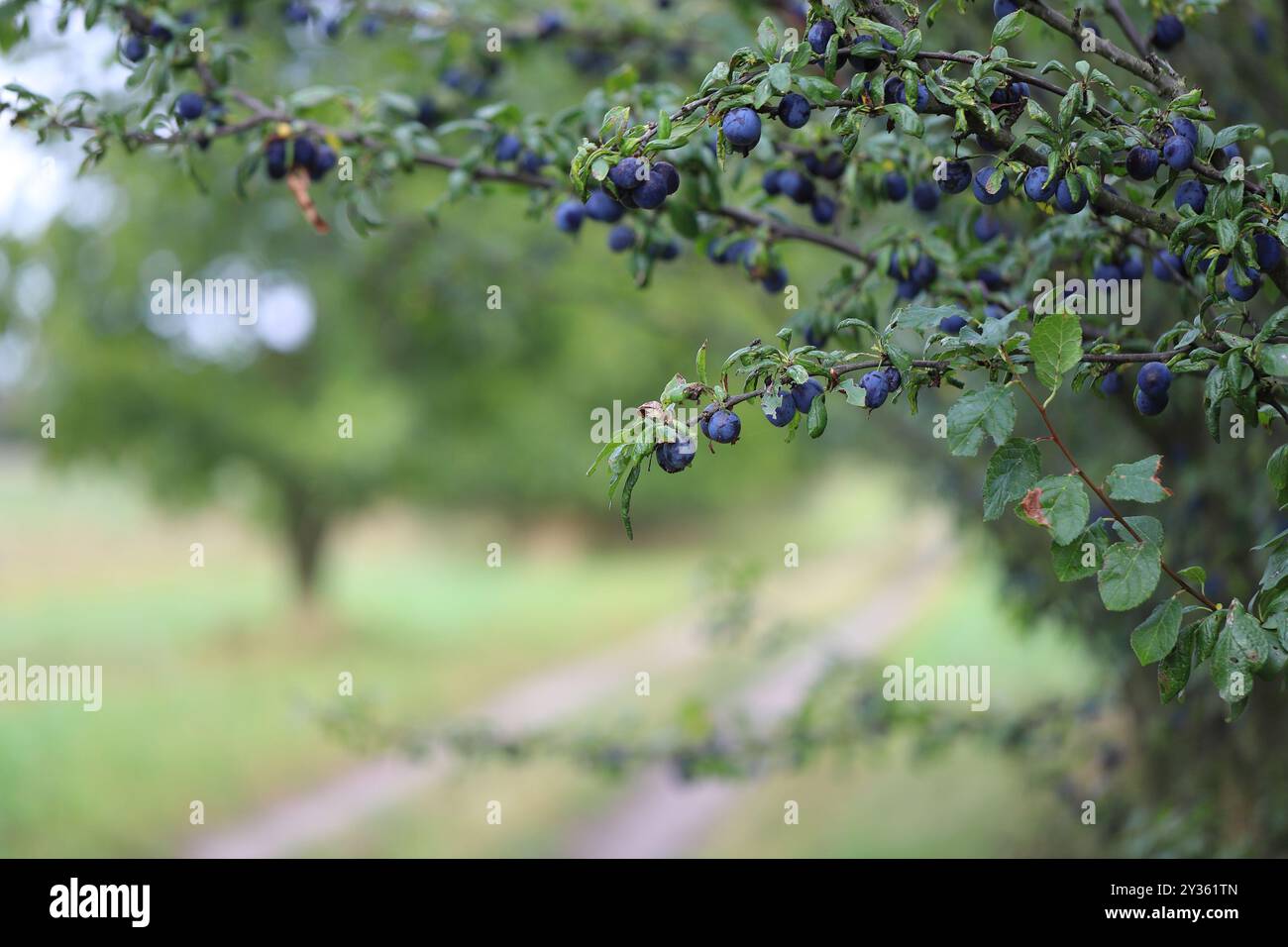Fruiting wild plum tree growing by a country road Stock Photo - Alamy
