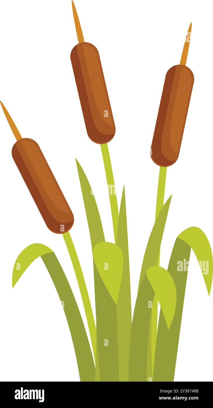 Reeds growing in marsh Cut Out Stock Images & Pictures - Alamy