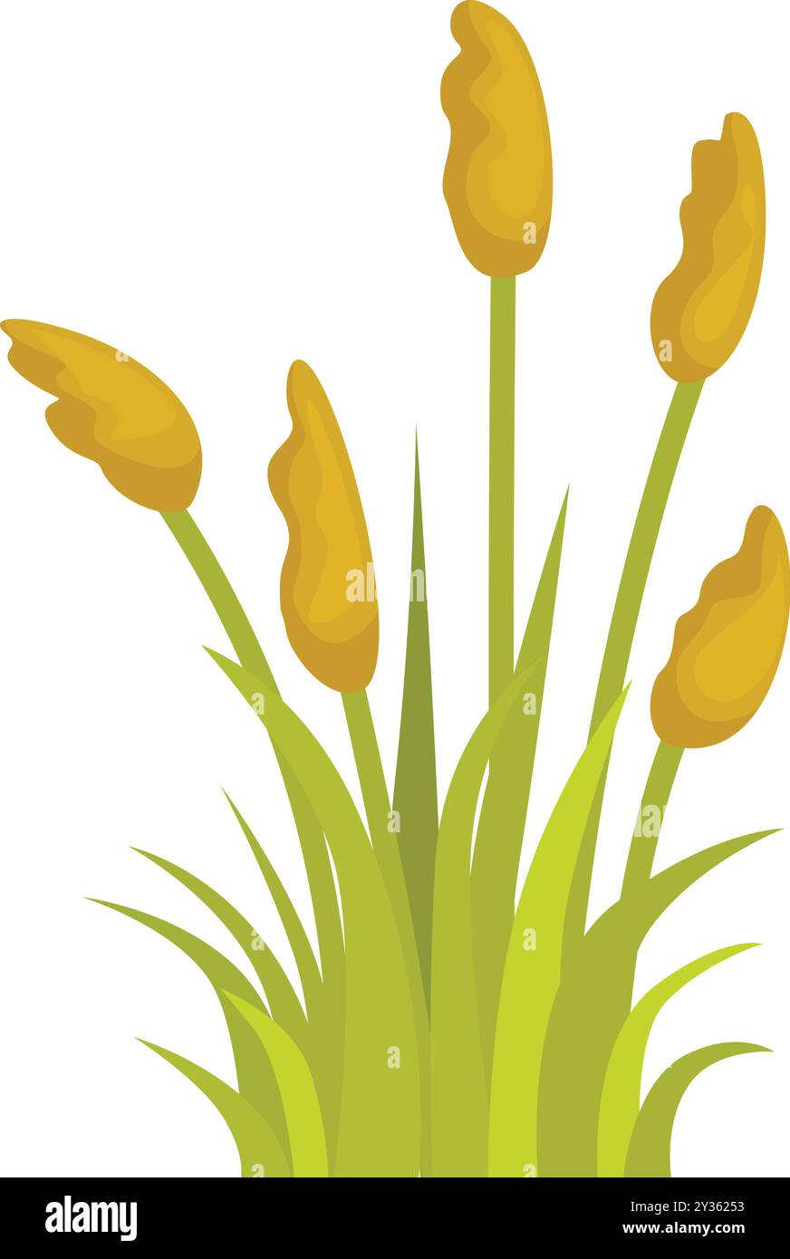Common cattail with fluffy brown ears growing in green grass blades ...