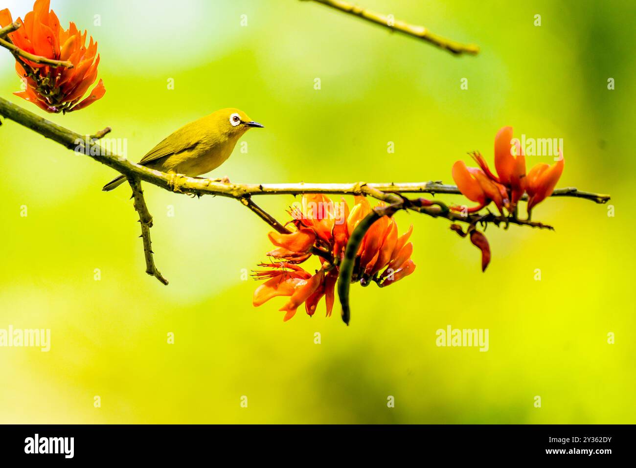 Yellow White-eye - Zosterops senegalensis – Uganda Stock Photo - Alamy