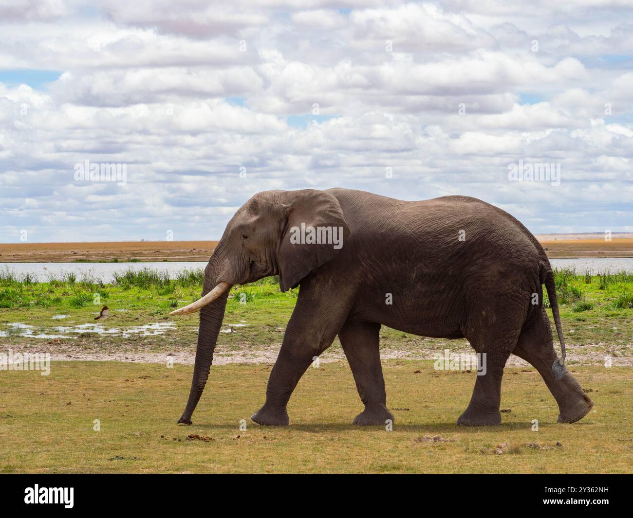 Male African elephant (Loxodonta africana) walking in the Savannah ...