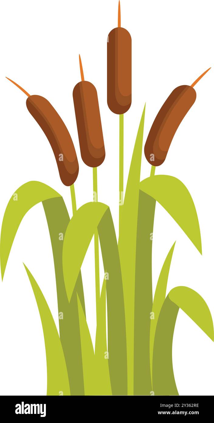 Simple vector illustration of common reed plants growing in wetland ...