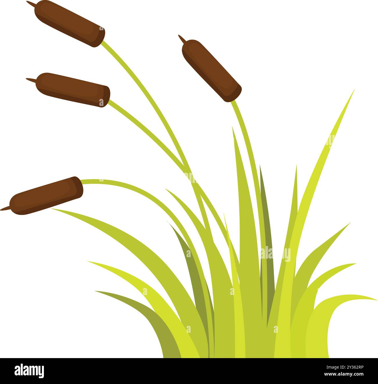 Cattail seed Stock Vector Images - Alamy