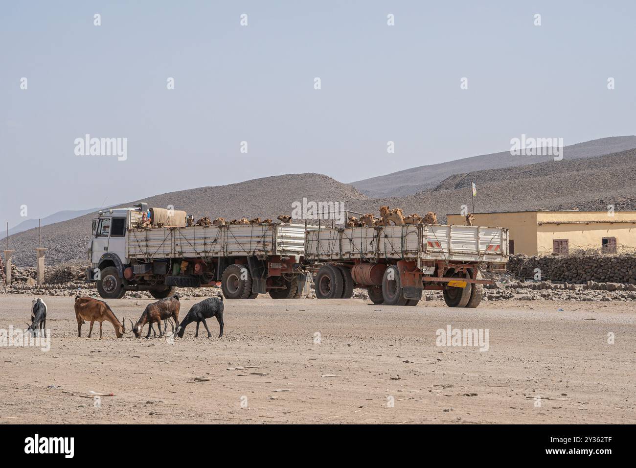 Camels loaded on the back of the truck. Border control between Djibouti ...