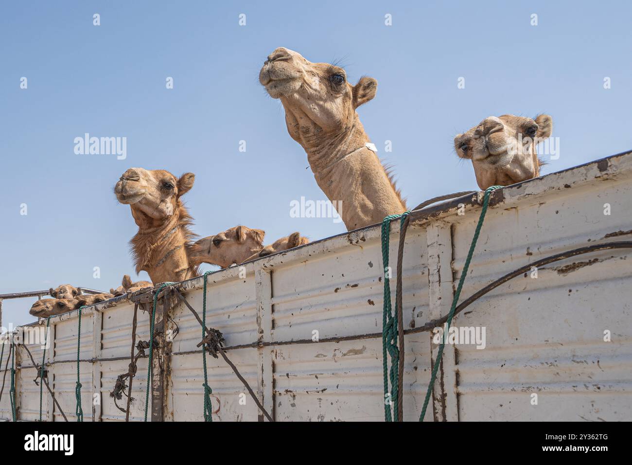 Camel transport on the road from Djibouti to Ethiopia Stock Photo - Alamy