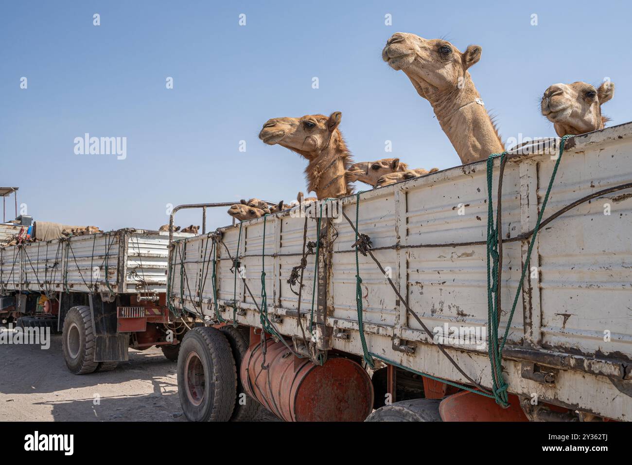 Camel transport on the road from Djibouti to Ethiopia Stock Photo - Alamy